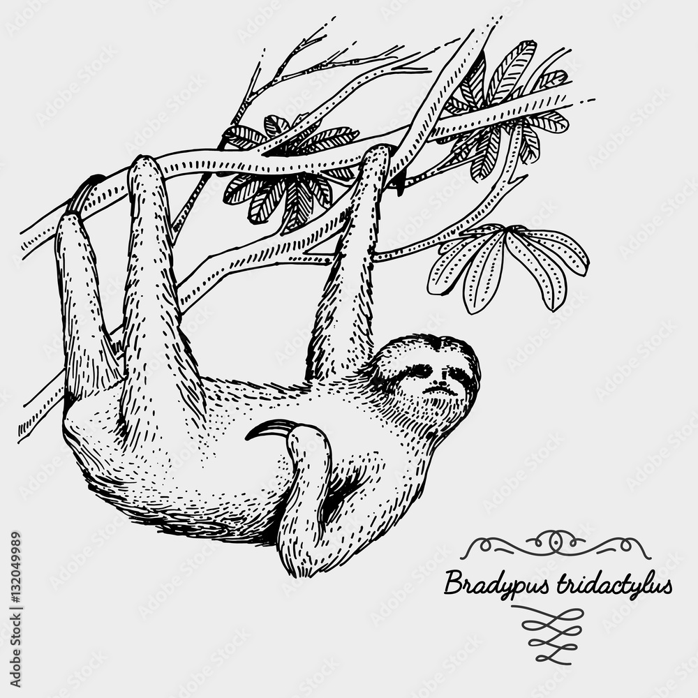 pale throated sloth engraved, hand drawn vector illustration in woodcut ...