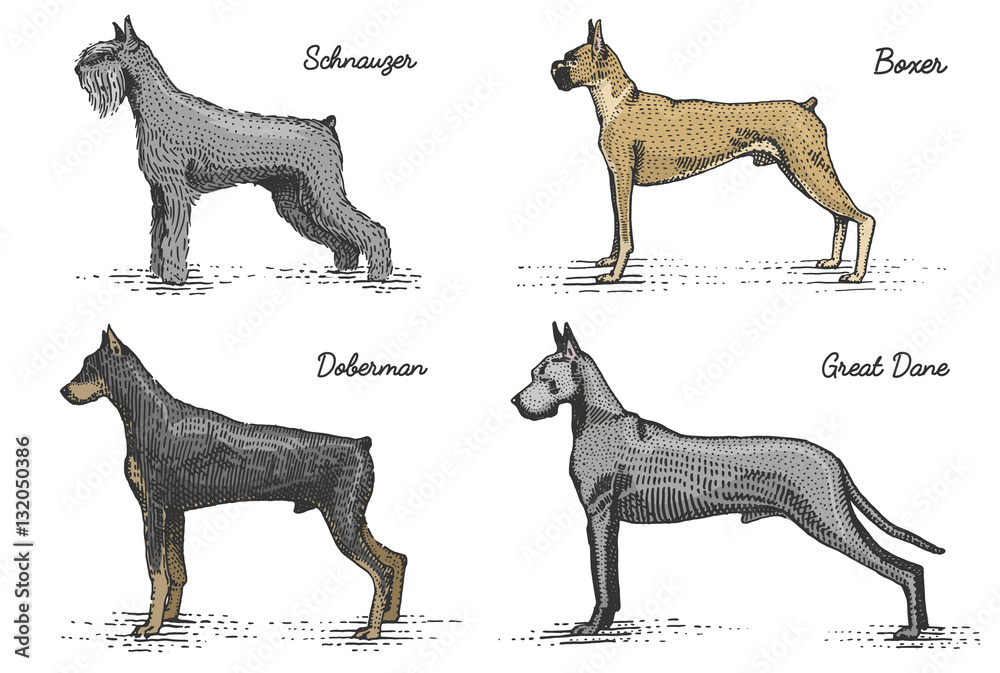 dog breeds engraved, hand drawn vector illustration in woodcut ...