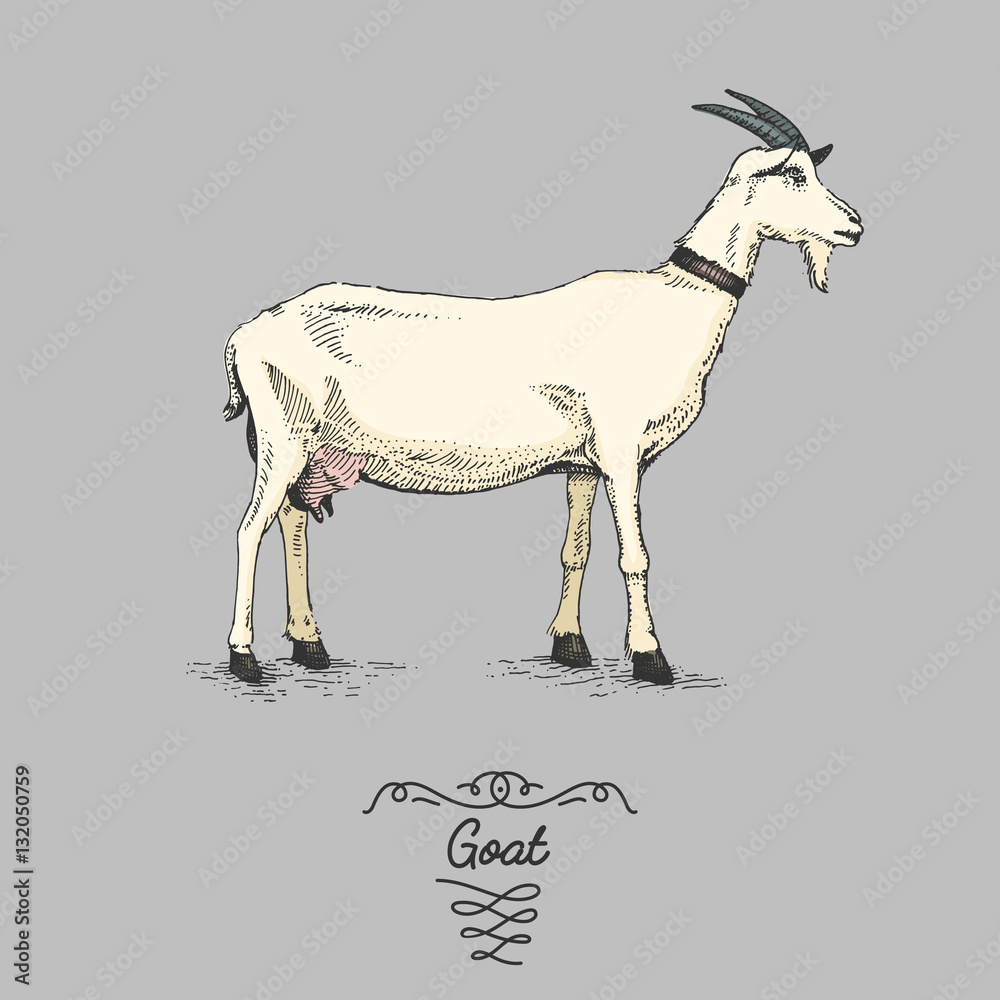 goat engraved, hand drawn vector illustration in woodcut scratchboard ...