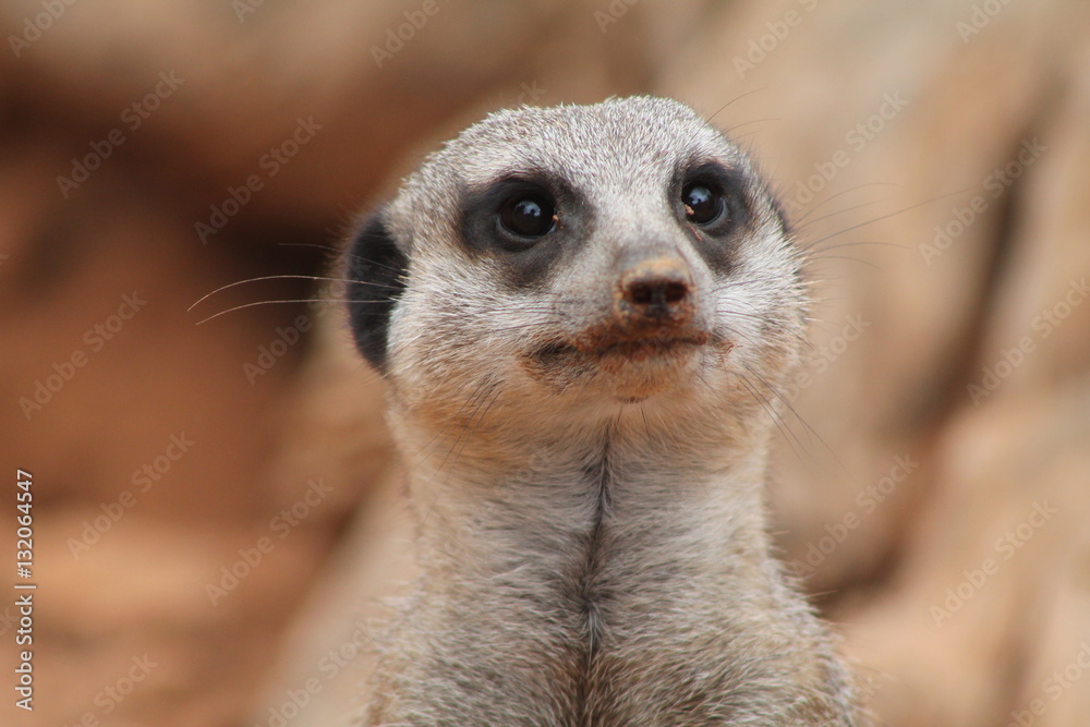 suricat staring foto de Stock | Adobe Stock