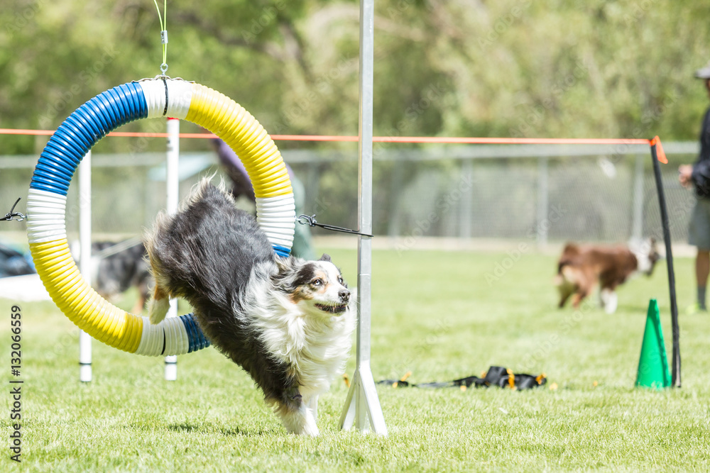 Dog in an agility competition set up in a green grassy park Stock Photo ...