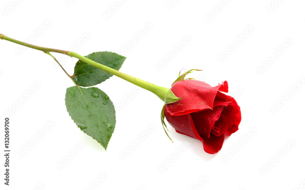 beautiful single red rose isolated on white background Stock Photo ...