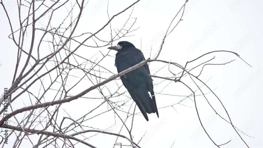 raven corbie sitting on a branch of strong wind, bird dry tree Stock ...