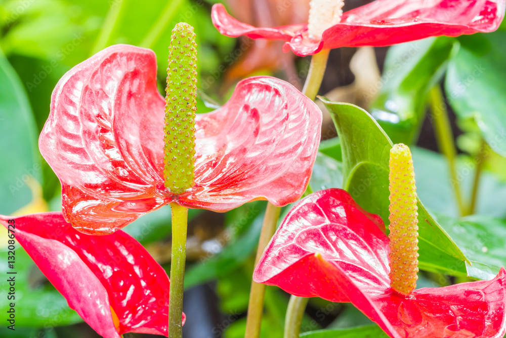 Flamingo Flower Stock Photo | Adobe Stock