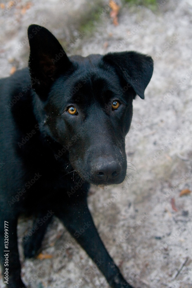 What Kind Of Dog Has Yellow Eyes