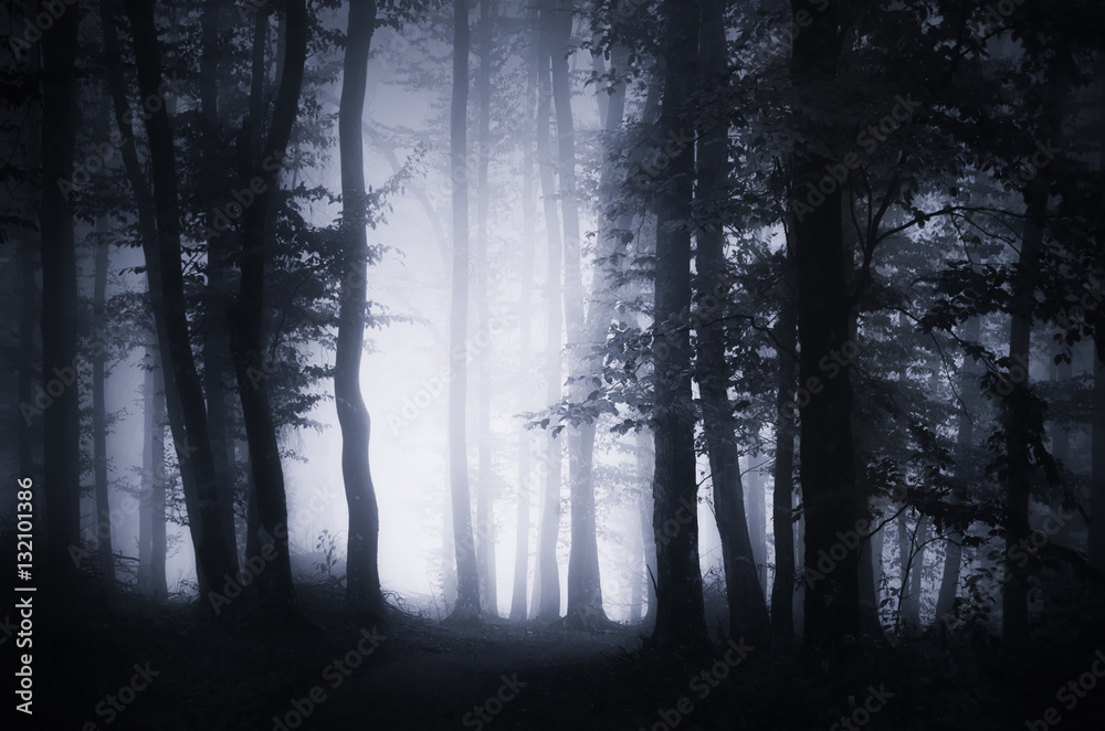 Dark forest landscape background. Woodland at night with spooky ...