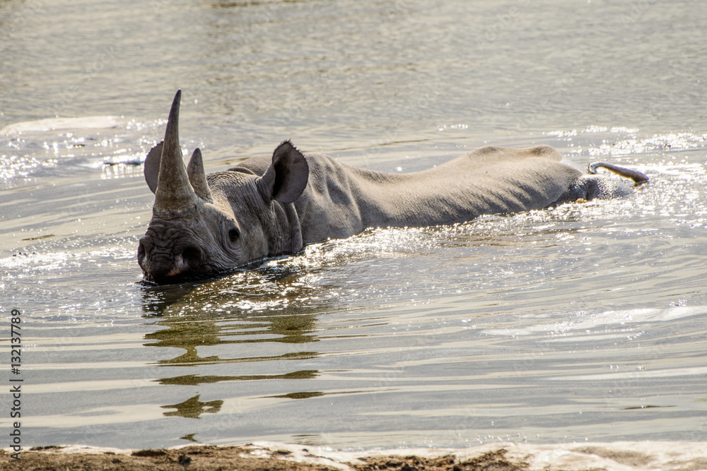 Rhino swimming in a waterhole Stock Photo | Adobe Stock