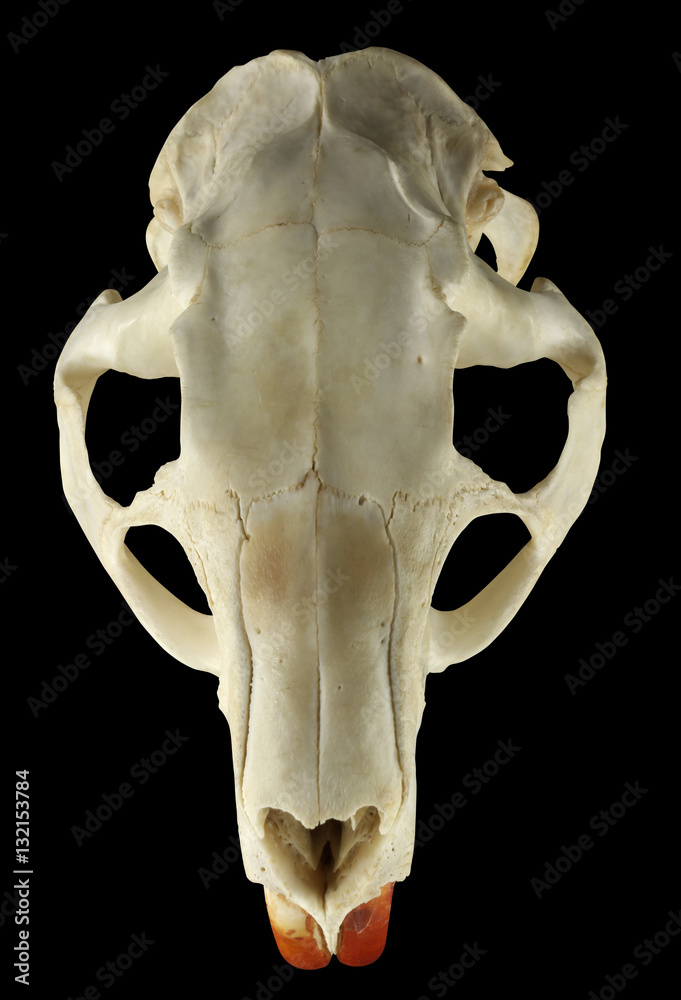 Skull of rodent (Myocastor coypus, nutria, coypus) the top view ...