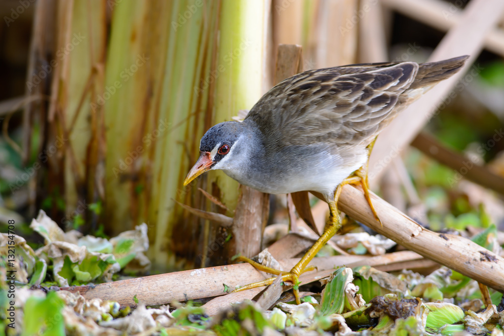 Aves,Beautiful bird,Crake,Nature,Ornithology,Pool,Porzana cinerea ...