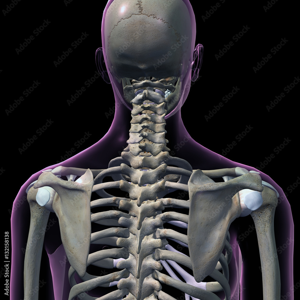 Female Skeleton Neck and Shoulders Rear View Stock Illustration | Adobe ...
