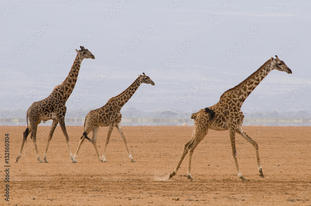 Giraffe Herd Running