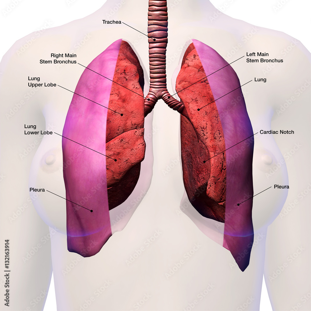 Female Lungs Layered Labeled Stock Illustration | Adobe Stock