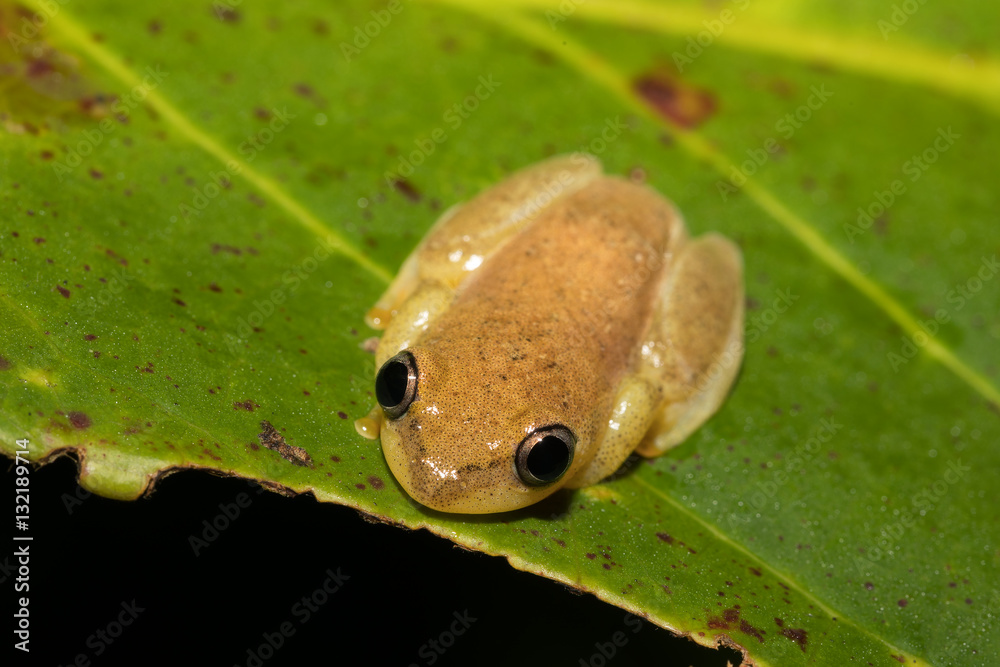 Yellow Tree Frog