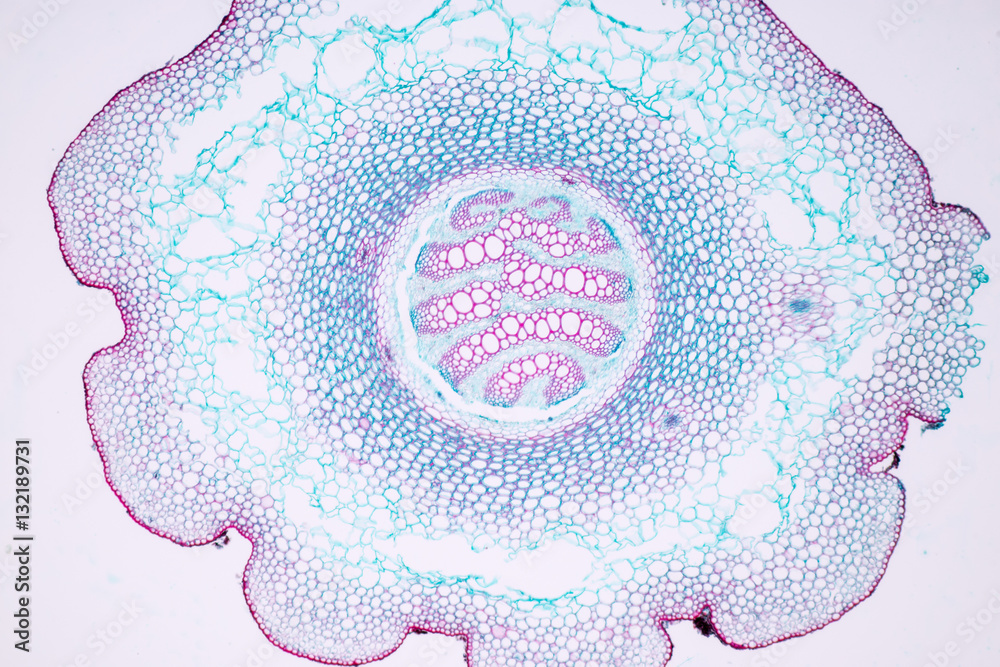 Pine Stem on the slide under microscope view. Stock Photo | Adobe Stock