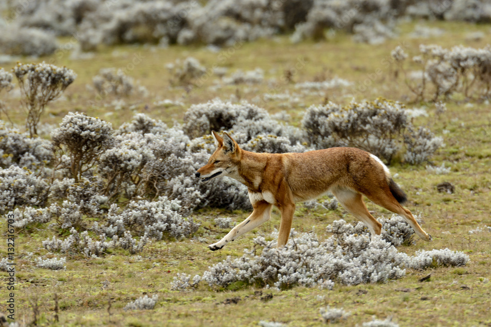 Foto de Ethiopian wolf (Canis simensis) also know as Abyssinian wolf ...