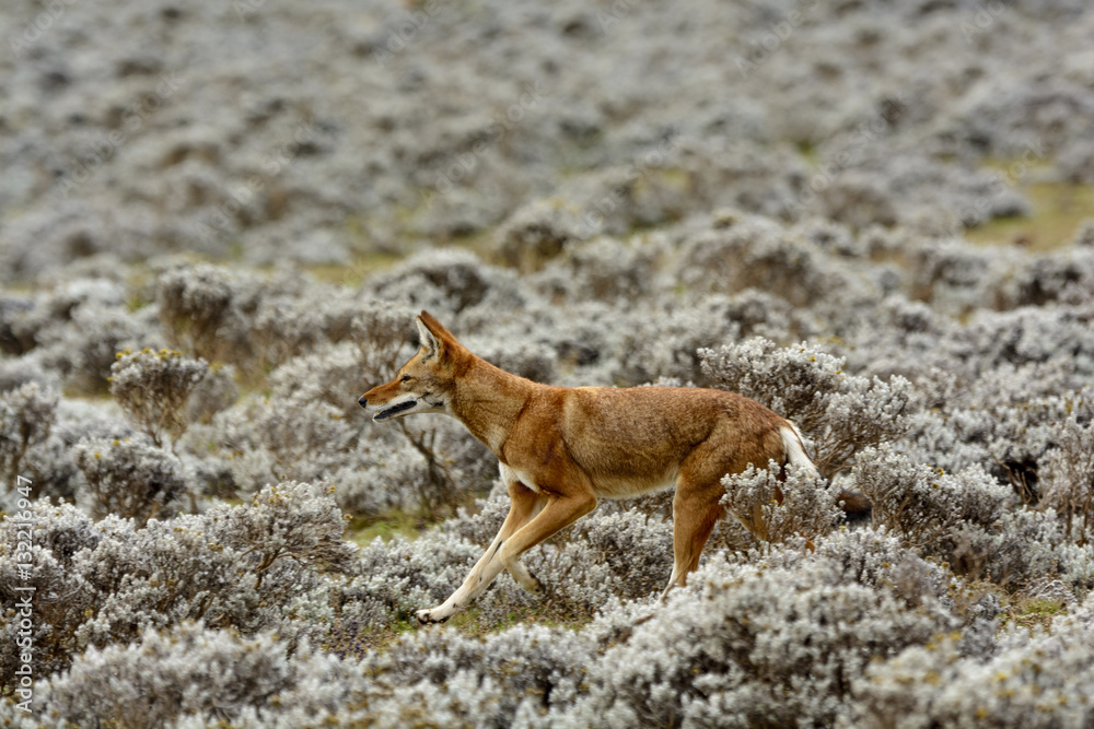 Foto de Ethiopian wolf (Canis simensis) also know as Abyssinian wolf ...