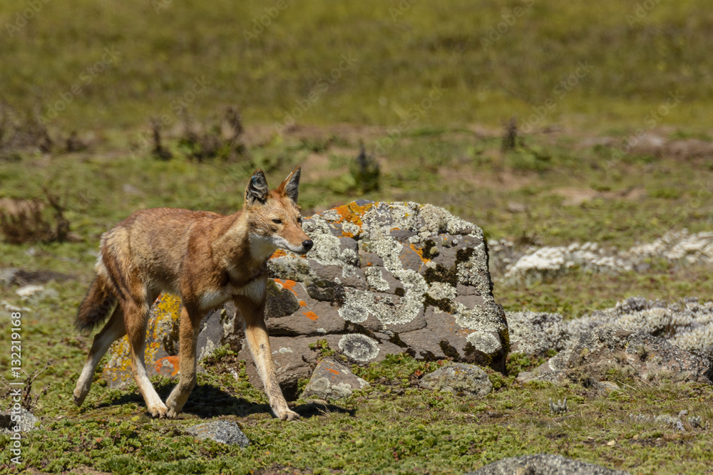 Ethiopian wolf (Canis simensis) also know as Abyssinian wolf, Simien ...