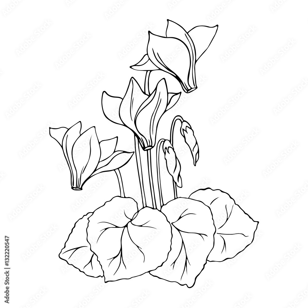 vector contour illustration of cyclamen flowers Stock Vector | Adobe Stock