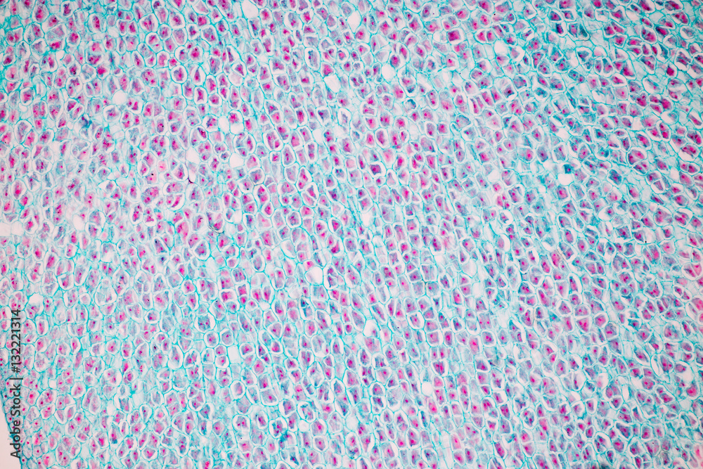 Pine Embryo on the slide under microscope view. Stock Photo | Adobe Stock