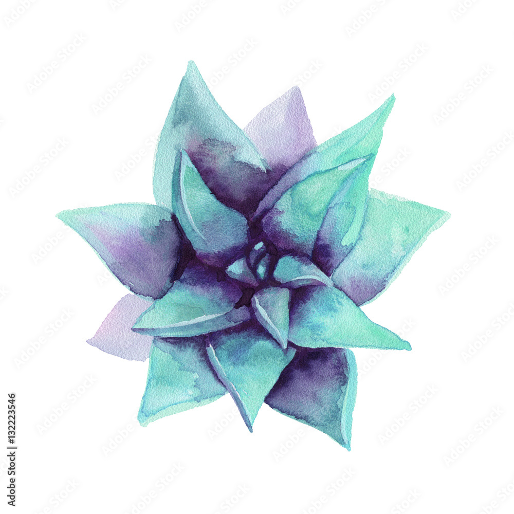 Watercolor turquoise succulent. The view from the top. Exotic flower ...
