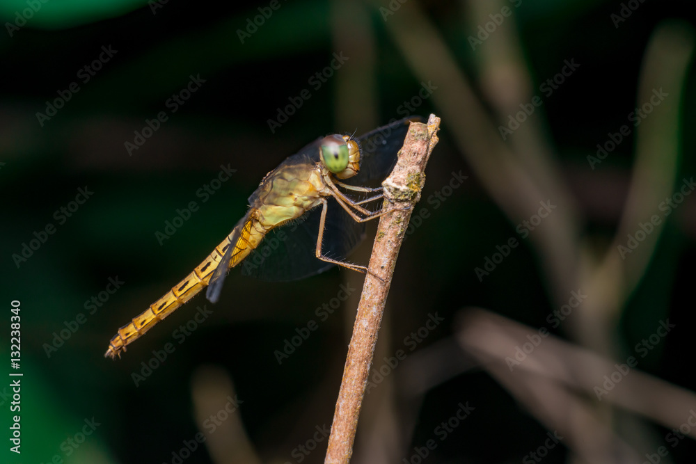 The female Red Grasshawk, also known as Common Parasol, and Grasshawk ...