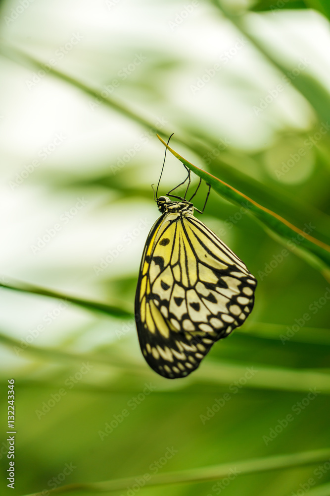 Tree nymph butterfly (Idea leuconoe) Stock Photo | Adobe Stock