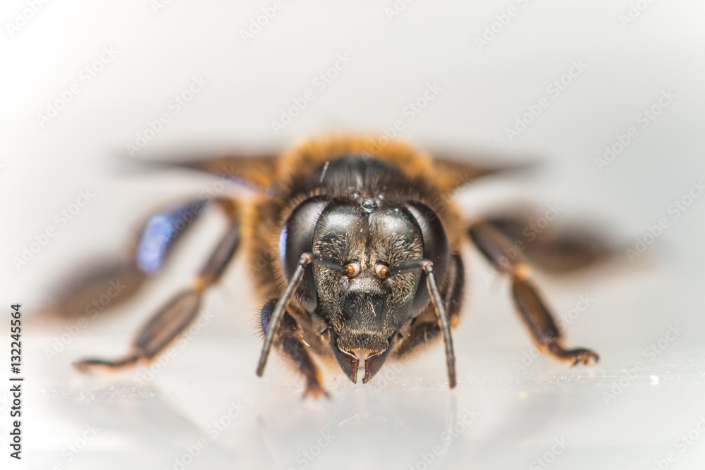 Stingless Male drone Giant Honey Bee, (Apis dorsata), with 3 ocellis on ...