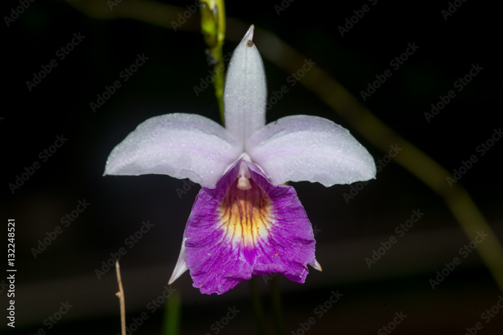 Stockfoto Single Crimson cattleya or Ruby-lipped Cattleya (Cattleya ...