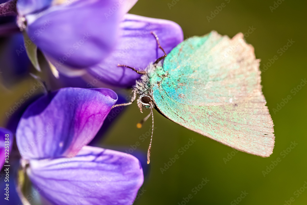 Turquoise butterfly on purple flower Stock Photo | Adobe Stock