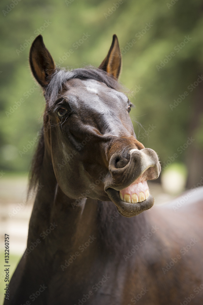 bay horse flehmen and showing teeth Stock-Foto | Adobe Stock