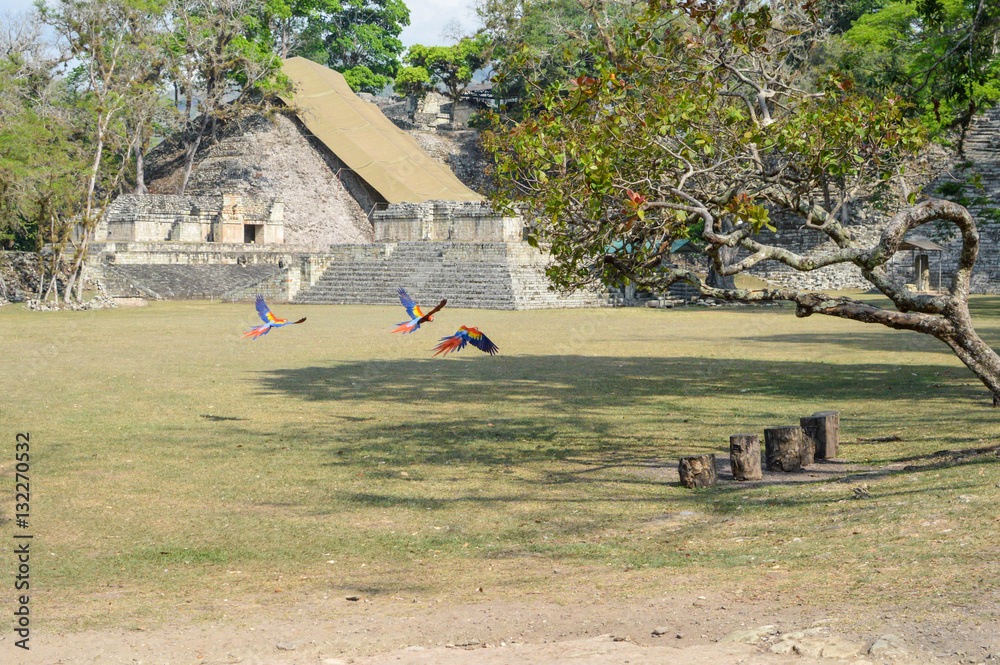 Macaw parrots seen flying over Great Plaza of Copan archaeological site ...