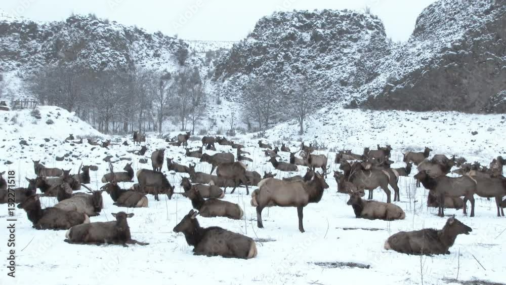 Many elk gather during winter snow in Washington State valley by Yakima ...