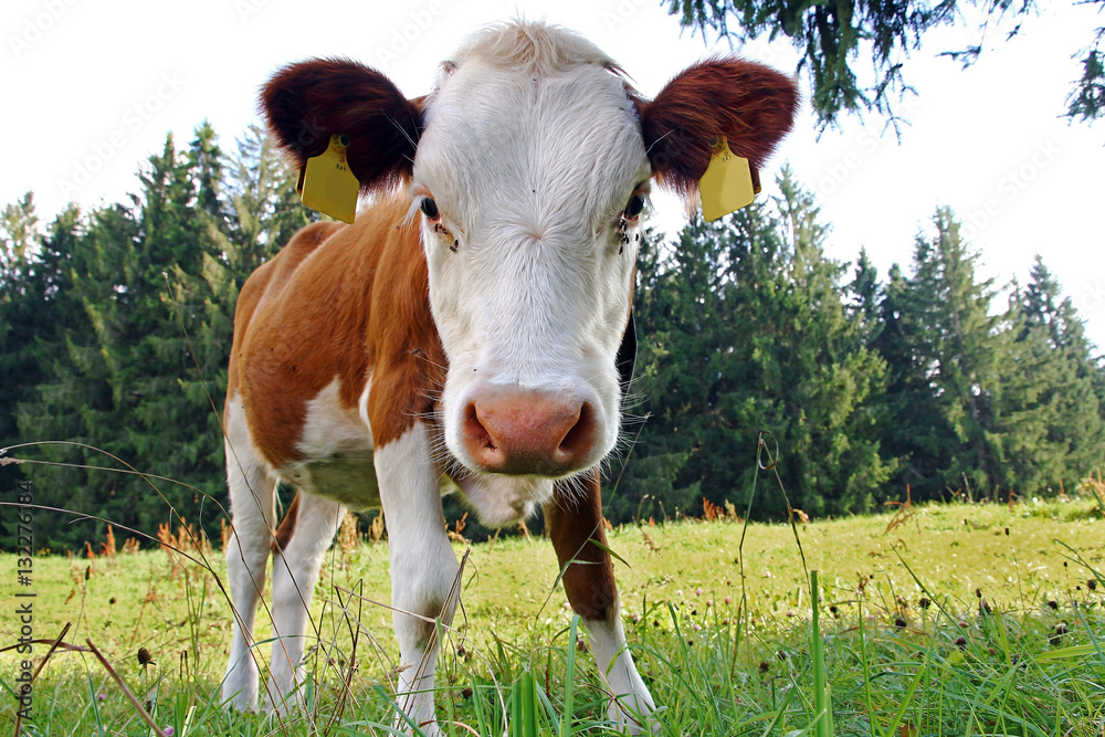 Ein junges Simmentaler Rind auf der Weide Stock-Foto | Adobe Stock