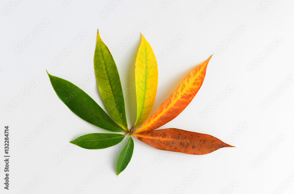 Different stages of life - Birth to death. Concept of growth leaf on ...