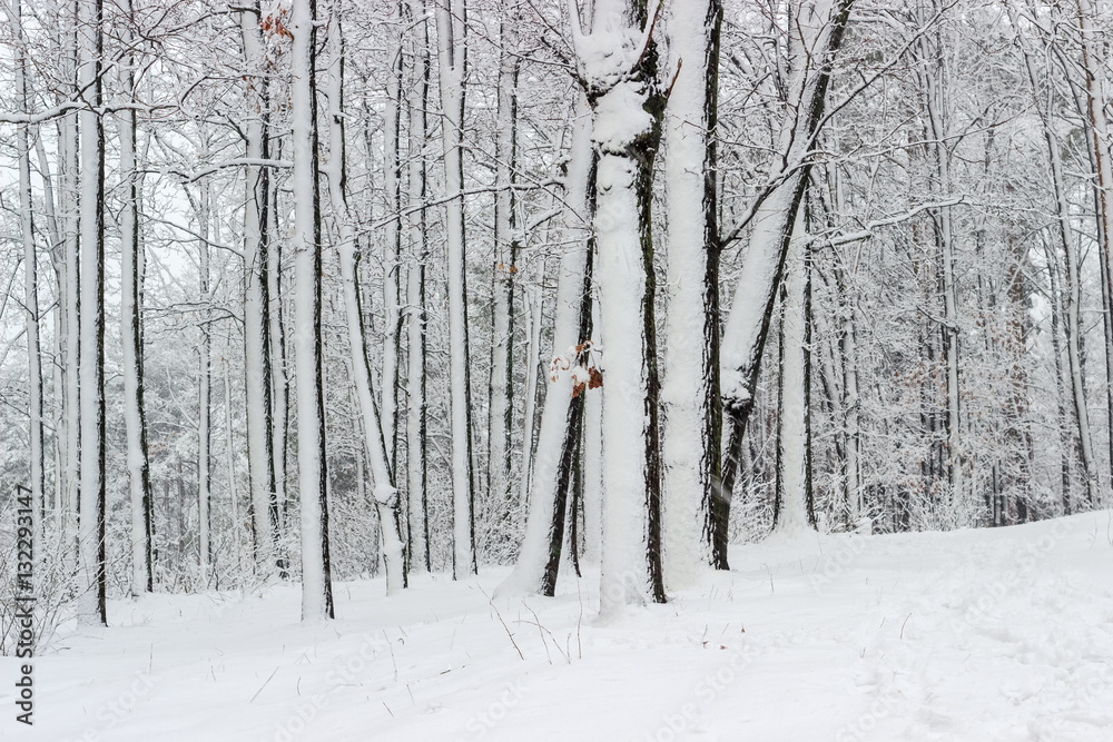 Deciduous Forest Winter