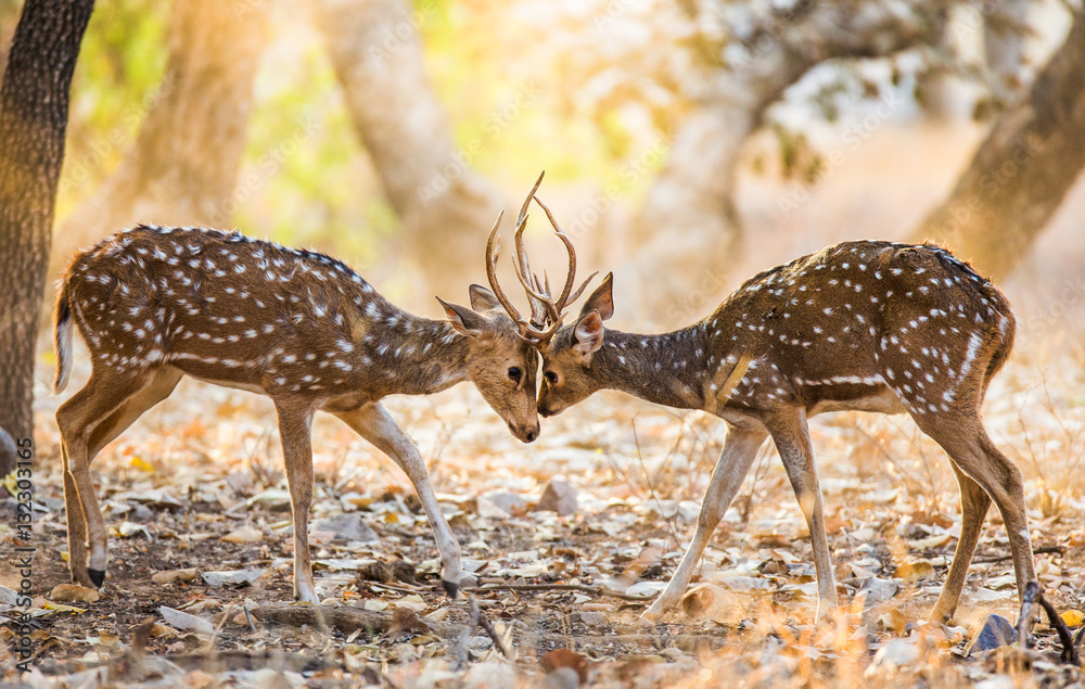 Foto de Two deer fighting each other in the mating season in the wild ...