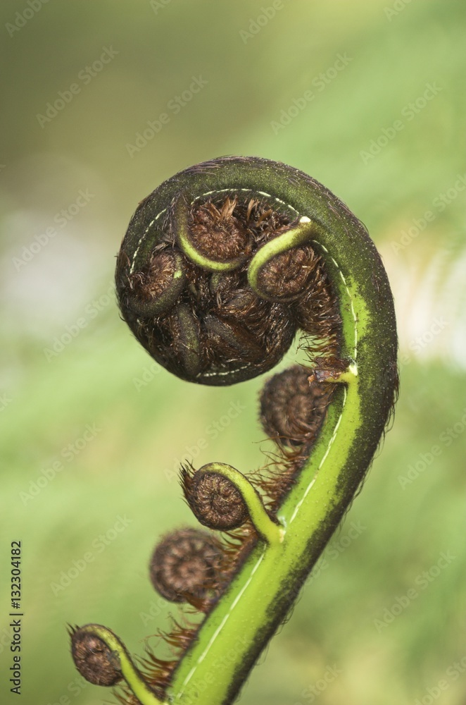 New Zealand tree fern Koru Punga Stock Photo | Adobe Stock