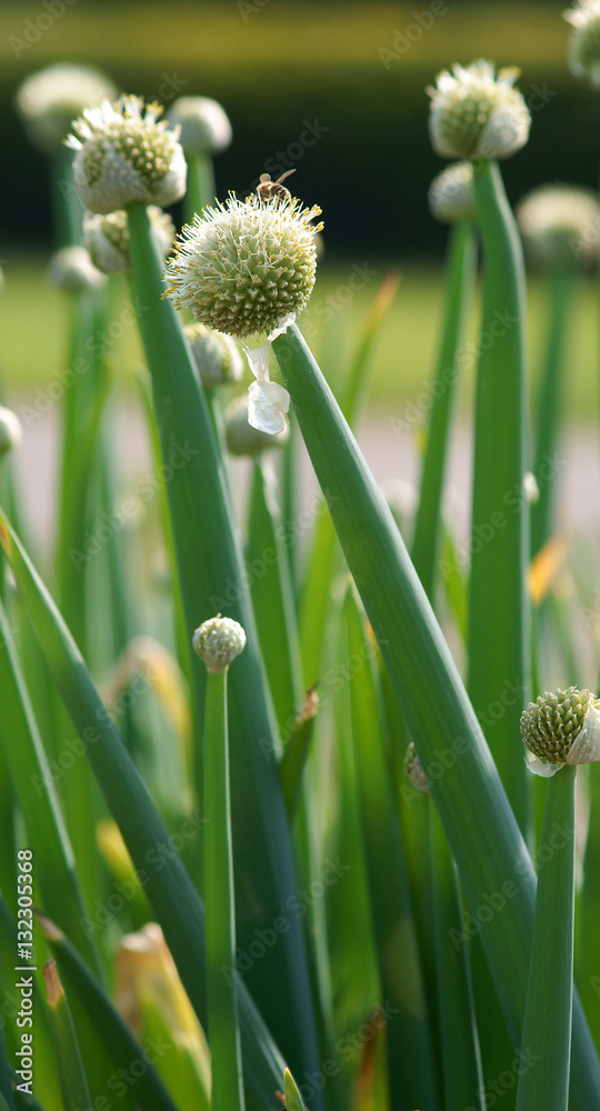 Allium fistulosum / Welsh onion Stock Photo | Adobe Stock
