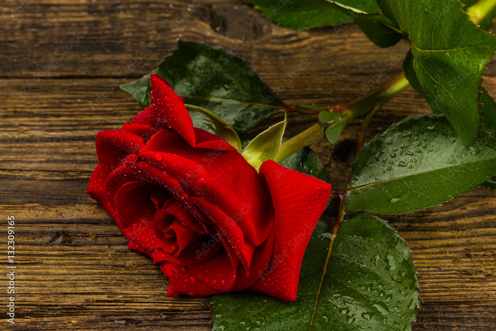 Most Beautiful Red Rose In The World