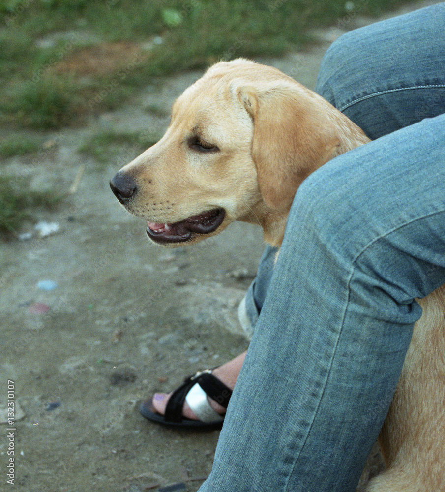 Puppy. Breed Labrador. Funny and smart, fawn. Summer. Dog. On human ...