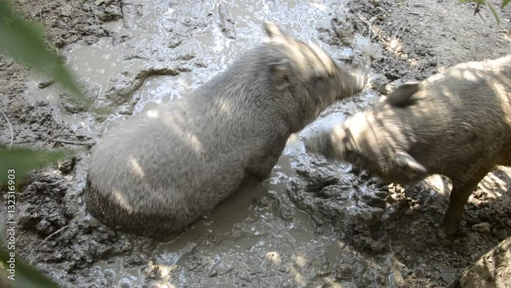 Happy pigs family wallowing and playing in mud on rural farm yard at ...