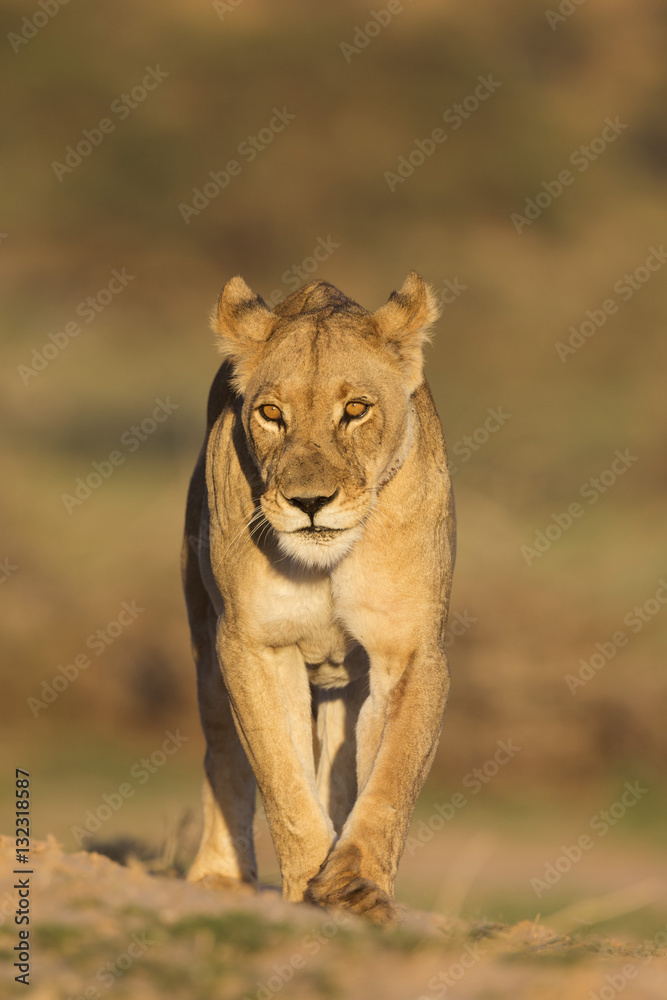 Lioness (Panthera leo) in the Kalahari, Kgalagadi Transfrontier Park ...