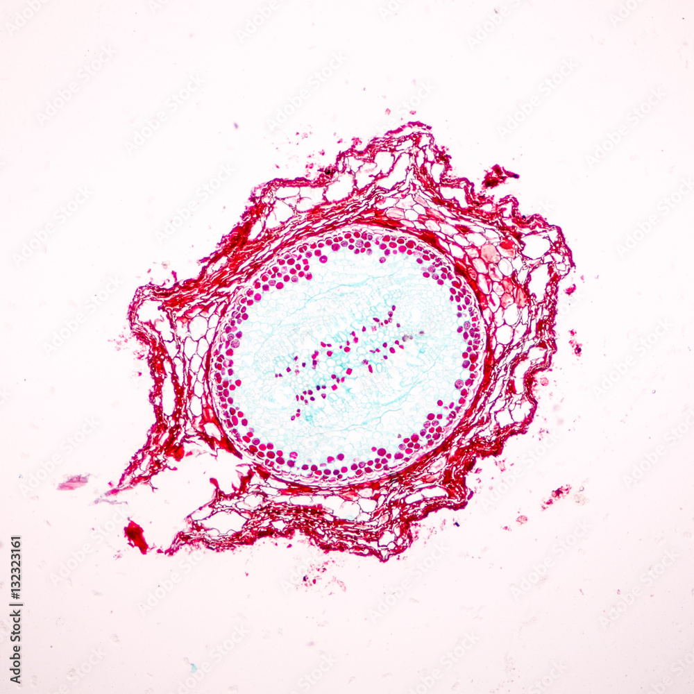 Mycorrhiza and Nitrifying bacteria on the slide under microscope view ...