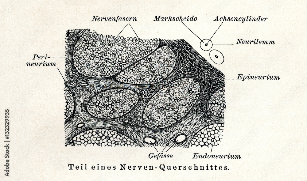 Cross-section of nerve (from Meyers Lexikon, 1895, 7/508/509) Stock ...