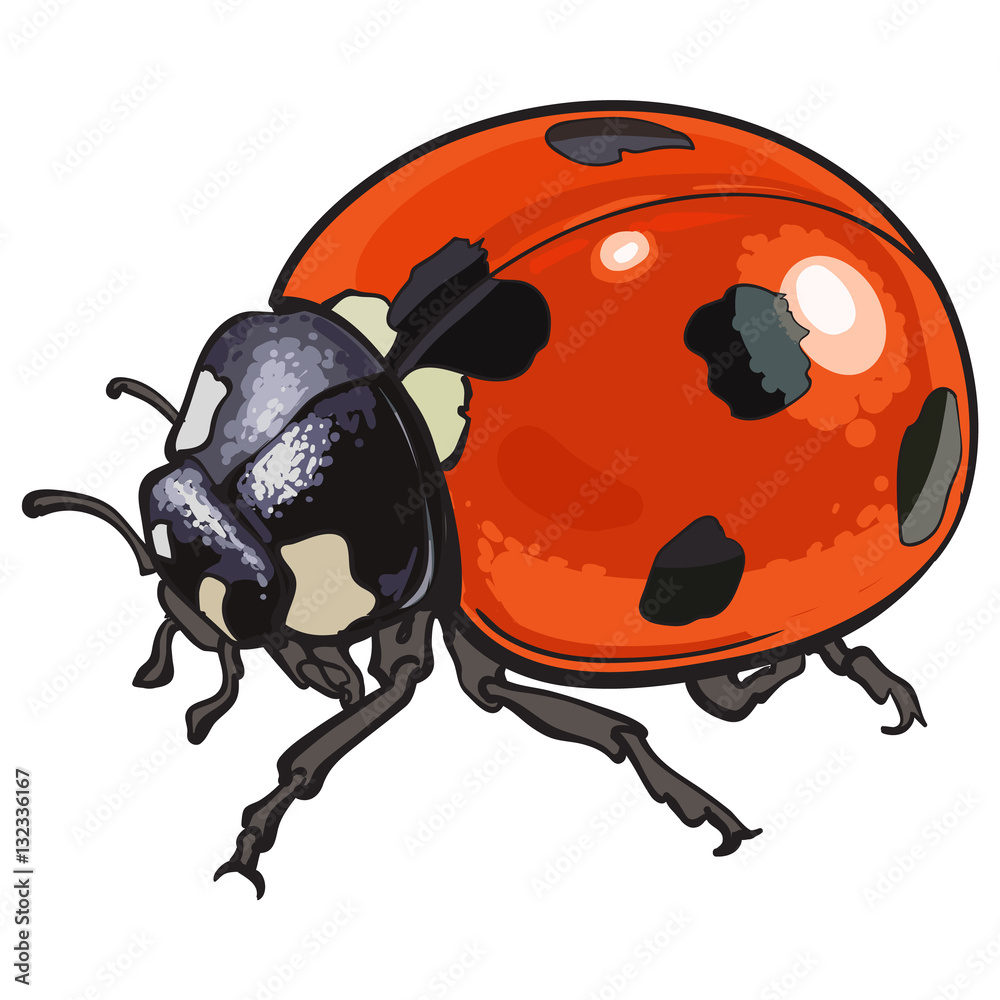 Red ladybug, ladybird with black spots, sketch illustration isolated on ...
