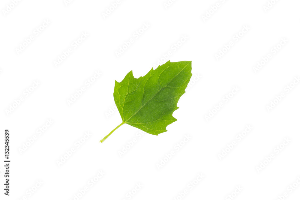 Foto de Pitseed Goosefoot (Chenopodium berlandieri) also known by the ...