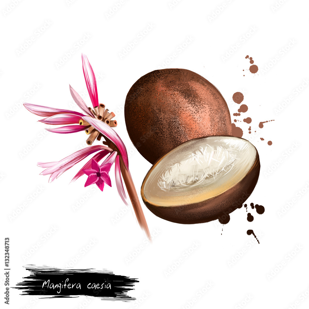 Mangifera caesia fruit isolated on white. Digital art watercolor ...