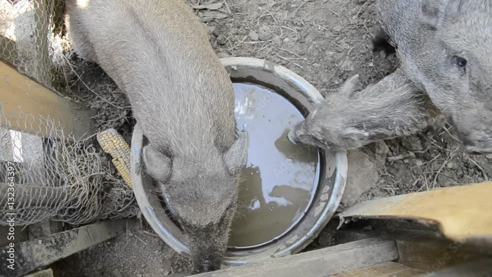 Pigs family drinking water from bowl on rural farm yard, Young ...