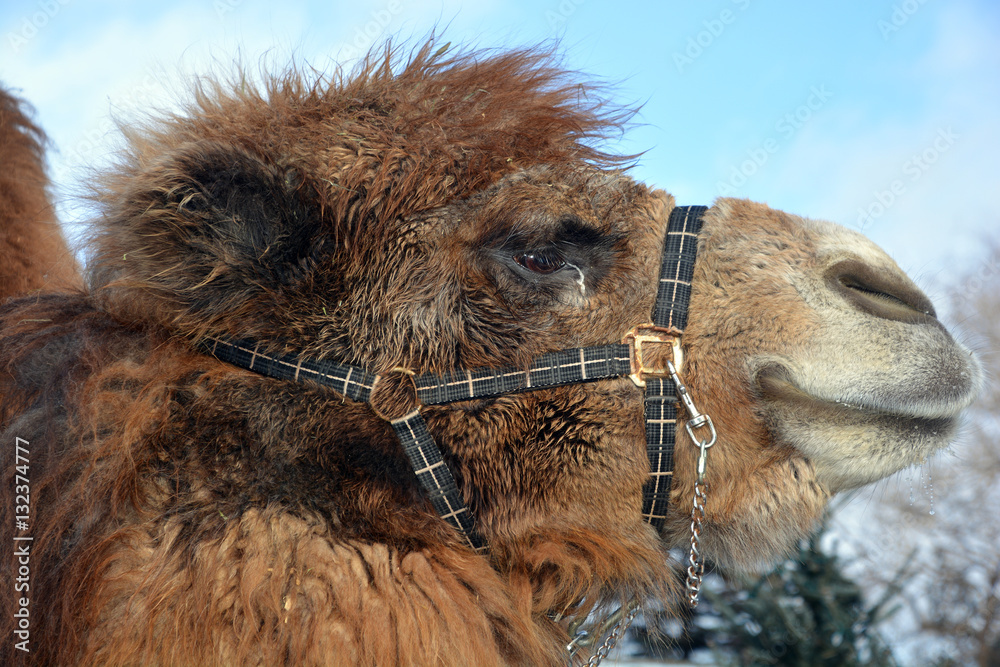 Fotografia do Stock: Camel is an ungulate within the genus Camelus ...