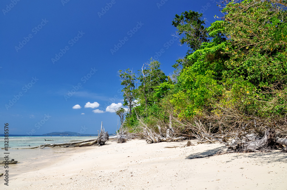 Stunning view of Elephant Beach on Havelock Island. A beautiful tree ...
